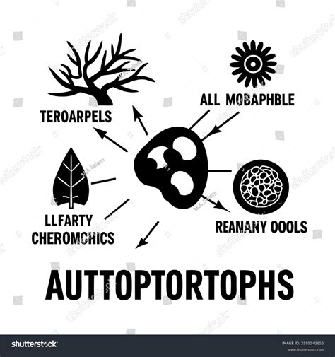 Autotrophs Definition Types Importance Stock Vector Royalty Free 2589543653 Shutterstock