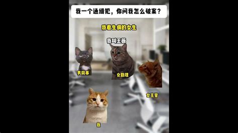 猫猫是一个通缉犯，你问猫猫怎么破案？2 Funny Catcatmemes Youtube