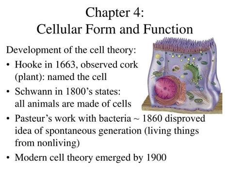 PPT Chapter Cellular Form And Function PowerPoint Presentation Free Download ID