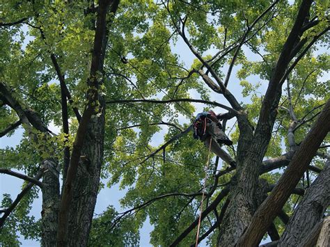 Bracing Cabling Tree Removal Pruning Service Perth
