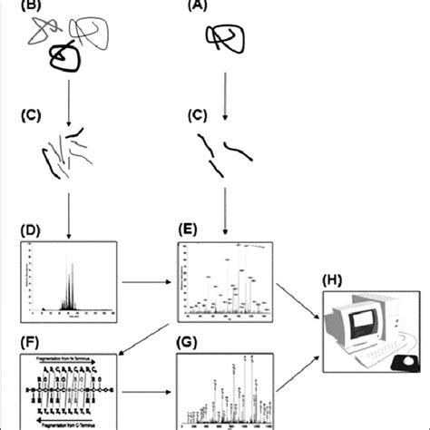 Protein Microarray Assay Formats A And B Represent A Forward Phase