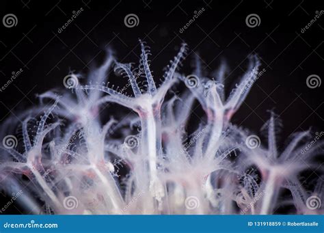 Colse Up Of Polyps Of A Red Soft Coral In The St Lawrence River Stock
