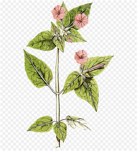 叶 植物茎 草本png图片素材下载图片编号7110196 Png素材网