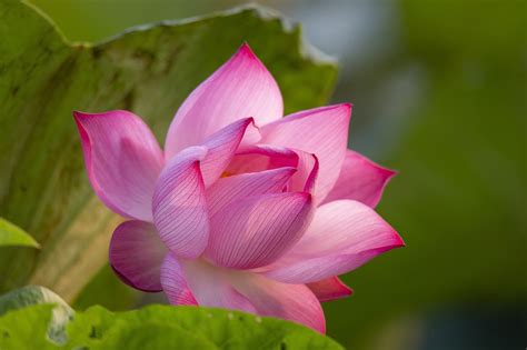 로터스 꽃 핑크 Pixabay의 무료 사진 Pixabay