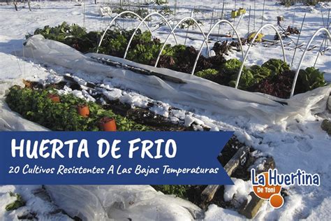 20 Plantas Resistentes Al Frío