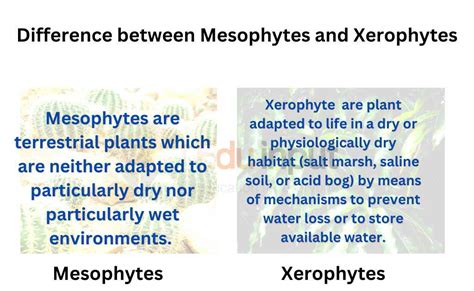 Difference Between Hydrophytes Mesophytes And Xerophytes Hydrophyte