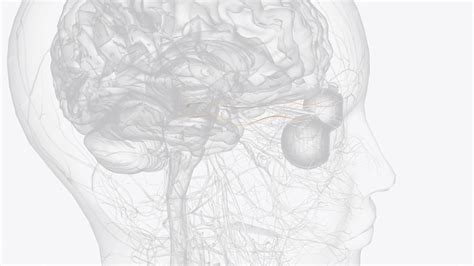 Premium Photo The Trochlear Nerve Is The Fourth Cranial Nerve Cn Iv