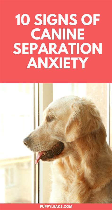 10 Symptoms Of Separation Anxiety In Dogs Tail Tales Haven
