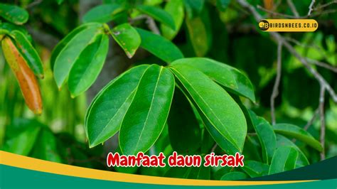 Temukan Manfaat Daun Sirsak Untuk Meningkatkan Kesehatan Wanita Birds