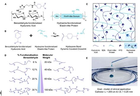 Figure 1 From Design Parameters For Injectable Biopolymeric Hydrogels