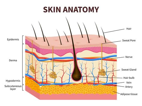 Integumentary System Resources Staying Alive