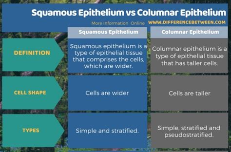 Difference Between Squamous Epithelium And Columnar Epithelium Compare The Difference Between