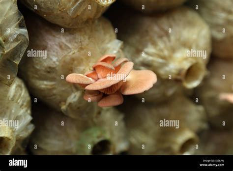 Pink Oyster Mushroom Pleurotus Djamor On Spawn Bags Growing In A Farm