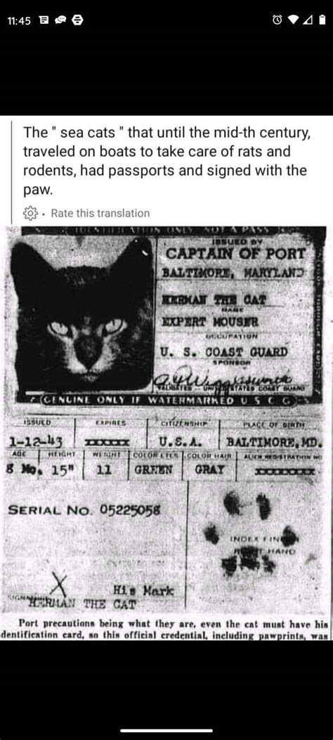 Herman The Cat Expert Mouser At Your Service Scrolller