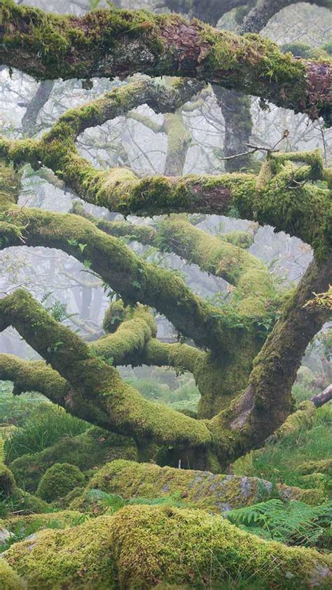 Bing Hd Wallpaper Tree Mendous Bing Wallpaper Gallery