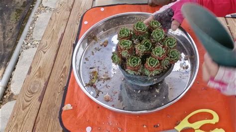 애연금 삭둑삭둑 너무 이쁜 엘사 집 찿아 주기 Youtube