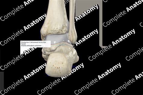Posterior Calcaneal Articular Facet Complete Anatomy