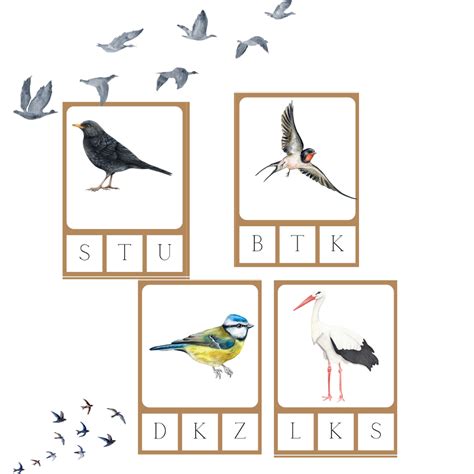 Pirmā Skaņa Putni Gājputni Un Nometnieki Mācību Materiāli