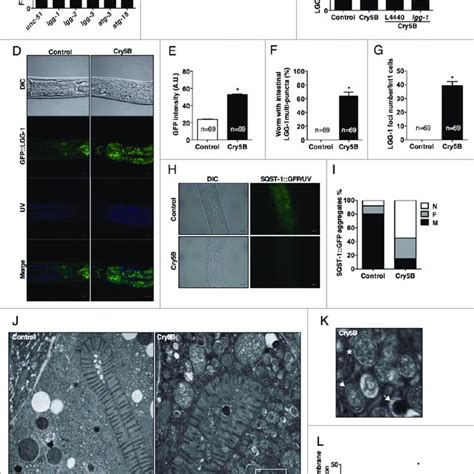 Hlh 30 Also Controls The Expression Of Membrane Repair Genes A The
