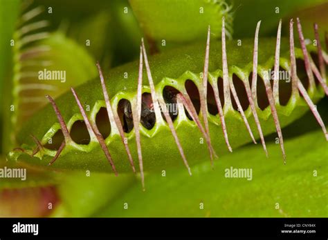 Venus Flytrap Venuss Flytrap Venus Flytrap Venus Fly Trap Venuss Fly Trap Venus Fly