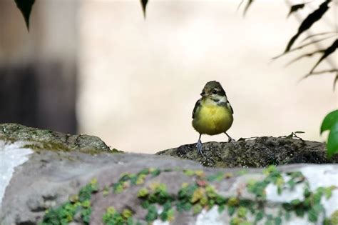 対馬さいじ記 対馬の野鳥たち11