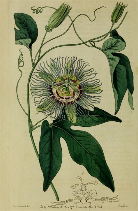Passion Flower Plant Drawing