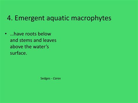 Ppt Aquatic Plants Powerpoint Presentation Free Download Id 1867593