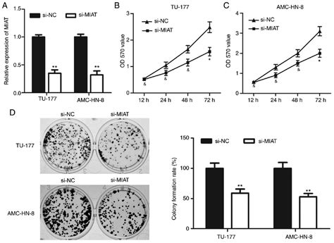 Miat Knockdown Inhibits Lscc Cell Proliferation And Colony Formation