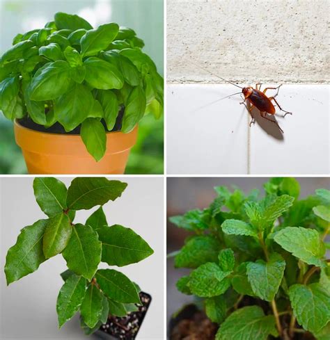 Plants That Keep Ants Cockroaches And Flies Away From Your Home