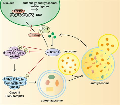 Amino Acid Dependent Regulation Of Autophagy By Mtorc1 Schematic