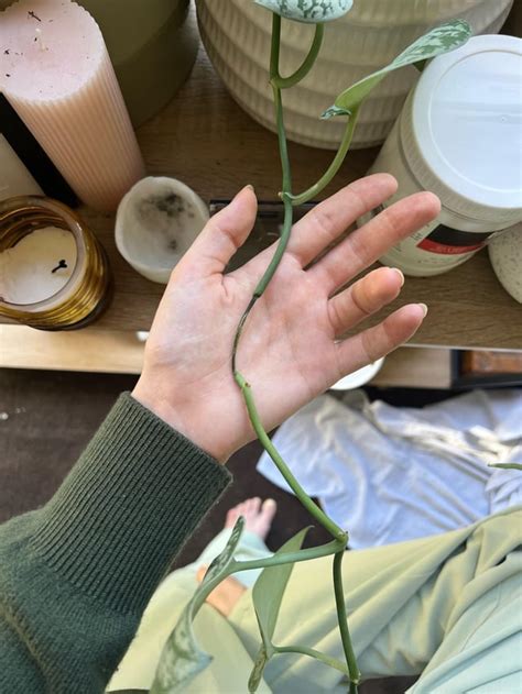 Not Sure Whats Happened Rest Of The Vine From That Point Seems Fine