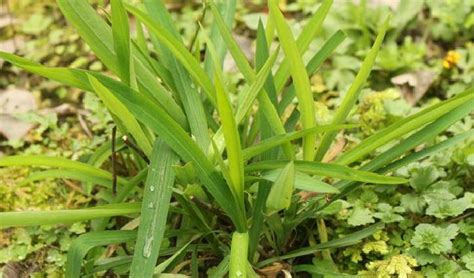 竹叶柴胡 快懂百科