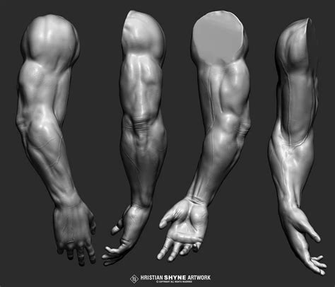Pin By Daniel Midholt On Anatomy Human Anatomy Drawing Body Anatomy