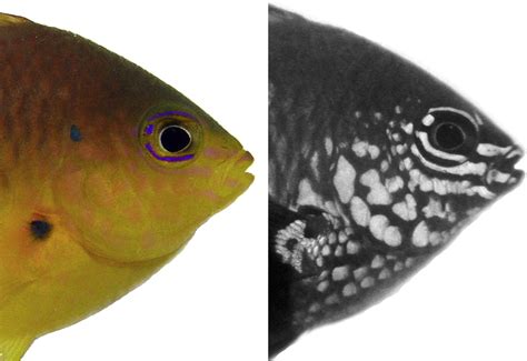 Animal Behaviour Ultraviolet Fish Faces Current Biology