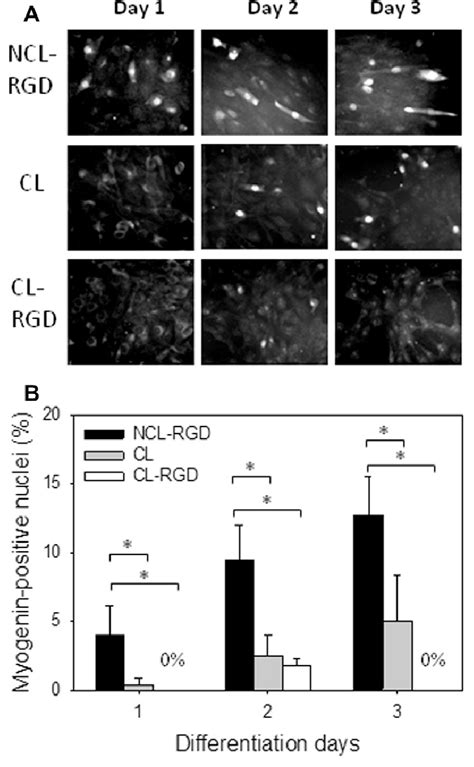 Myogenin Expression Is Decreased On Stiff Films After 24 H Download Scientific Diagram