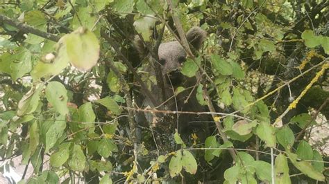 Ağaç üzerinde Ayı Yavrusu Görüntülendi