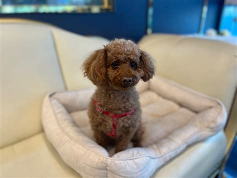 푸들 초코 노르웨이숲성격 데본렉스성격 뱅갈성격 샴성격 셀커크렉스성격 스핑크스성격 아메리칸숏헤어성격 아메리칸컬성격 아비시니안성격 엑조틱성격 터키시앙고라성격 페르시안성격