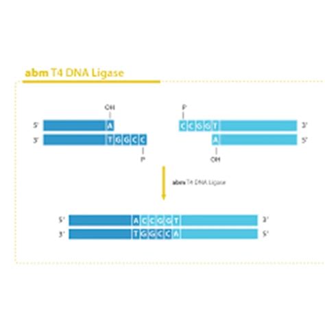 T4 Dna Ligase Sls Research Private Limited