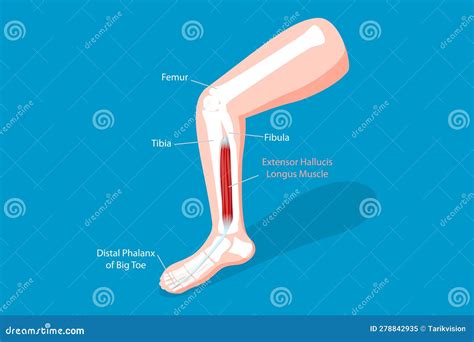 3d Isometric Flat Vector Conceptual Illustration Of Extensor Hallucis