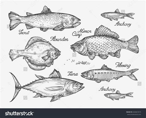 Hand Drawn Fish Sketch Trout Carp Stock Vector Royalty Free 469067675