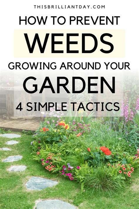 How To Prevent Weeds From Growing Around Your Garden 4 Simple Tactics This Brilliant Day