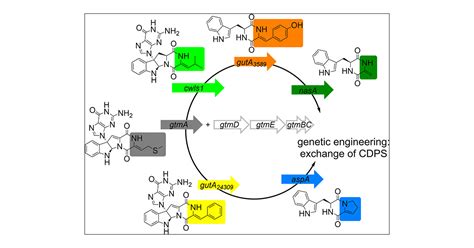 Production Of Diketopiperazine Derivatives By Pathway Engineering With