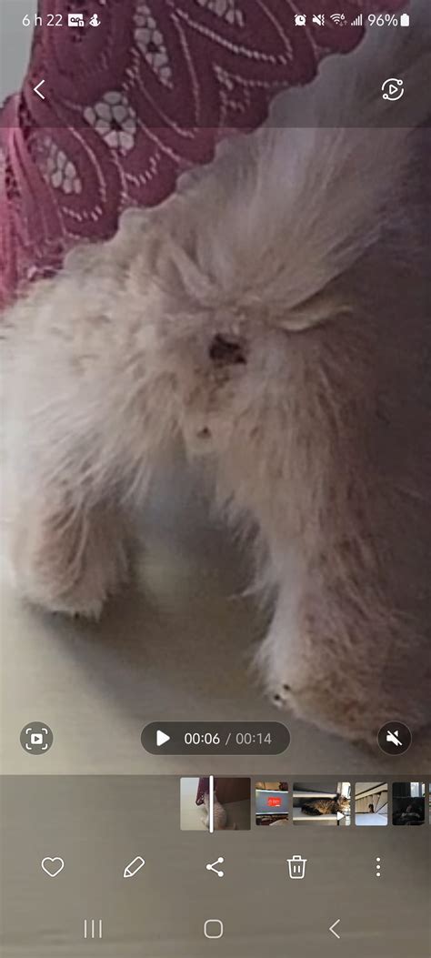 Chaton mâle ou femelle Chats