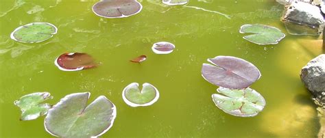 Koi Pond Algae What Is It And How To Treat It Colorado Pond Pros