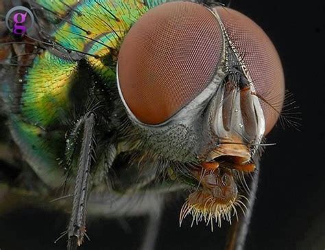 صورة الذبابه عن قرب سبحاااااااااااااان الله Macro Photography Macro Photography Equipment