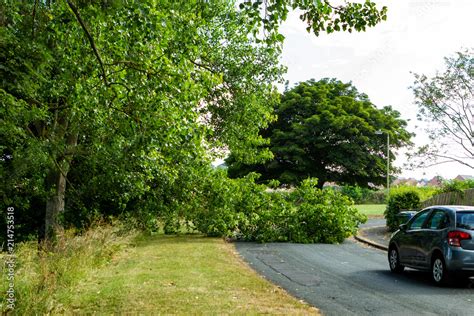 Tree Branch Fallen Obstructing And Blocking Cars In A Rural Village Road In The Uk Stock Photo