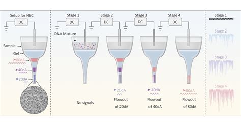 Nanoconfined Electrokinetic Chromatography Nec Gradient Separation