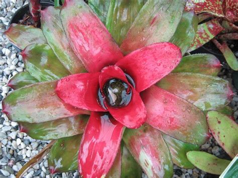 Plants Flowers Bromelia Carolinae