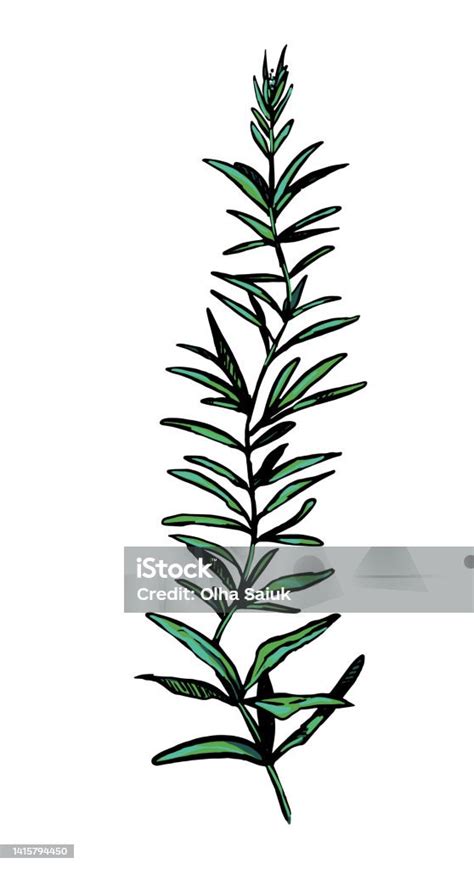 야생 식물 복고풍 잉크 잡초의 스케치 허브의 손으로 그린 벡터 일러스트레이션 흰색 배경에 고립 된 식물 클립 아트 고풍스런에 대한 스톡 벡터 아트 및 기타 이미지 Istock