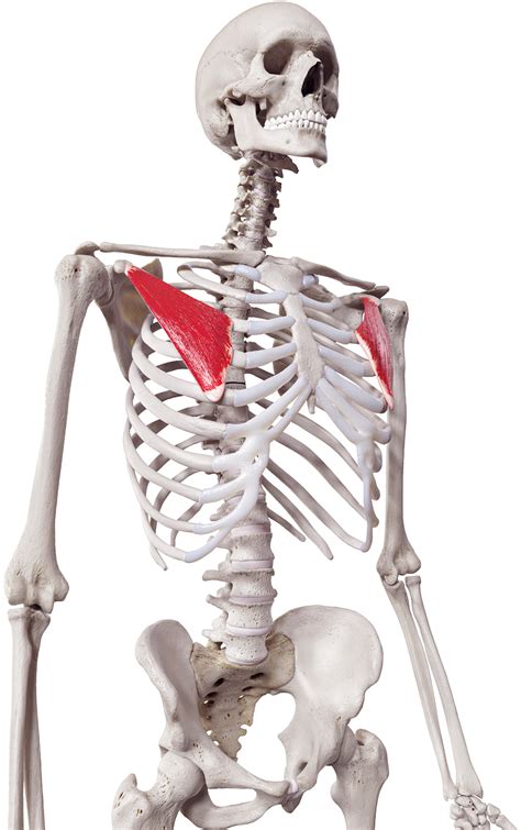 5 Reasons Why Men Lose Their Testicles